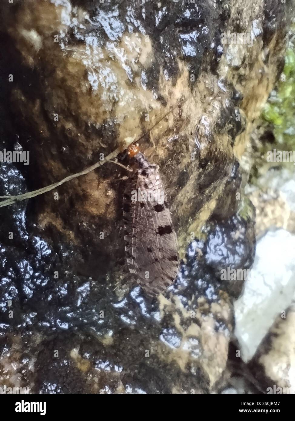 Giant Stream Lacewing (Osmylus fulvicephalus Stock Photo - Alamy