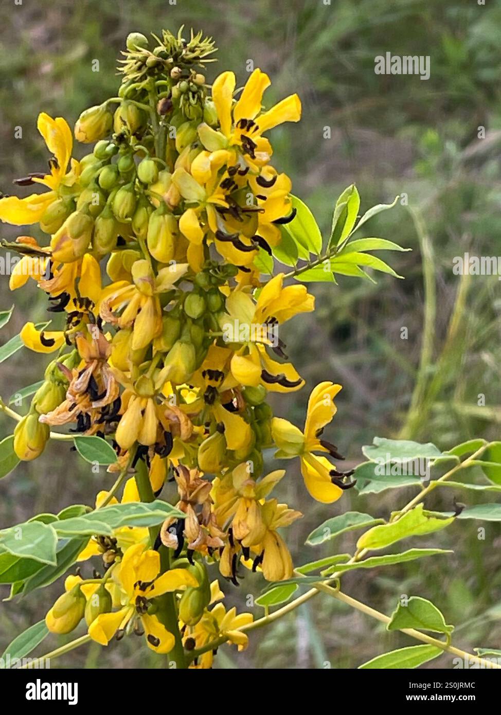 American senna (Senna hebecarpa Stock Photo - Alamy