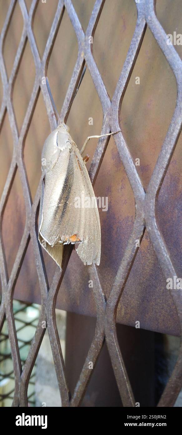 Palm Moth (Paysandisia archon Stock Photo - Alamy