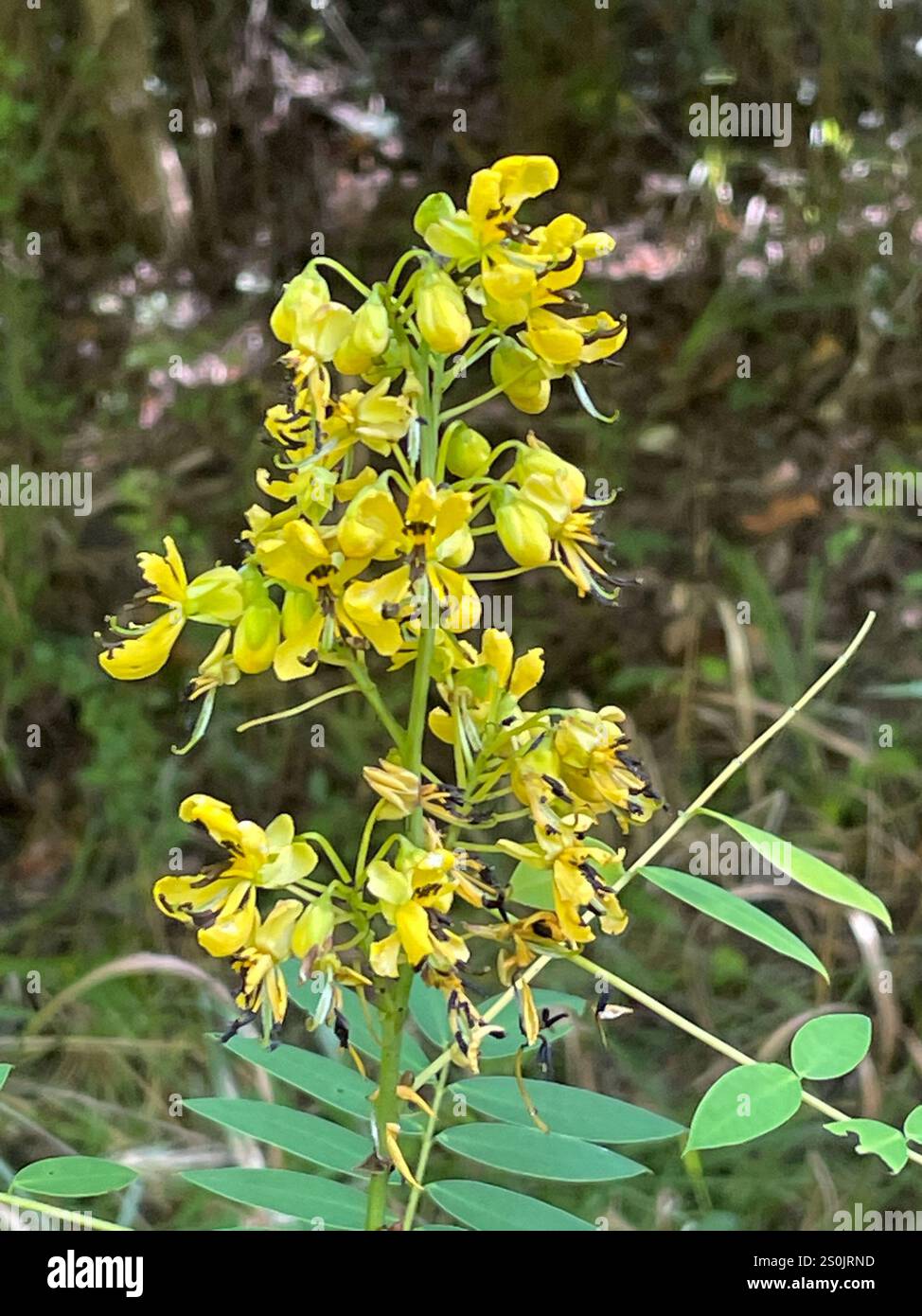 American senna (Senna hebecarpa Stock Photo - Alamy
