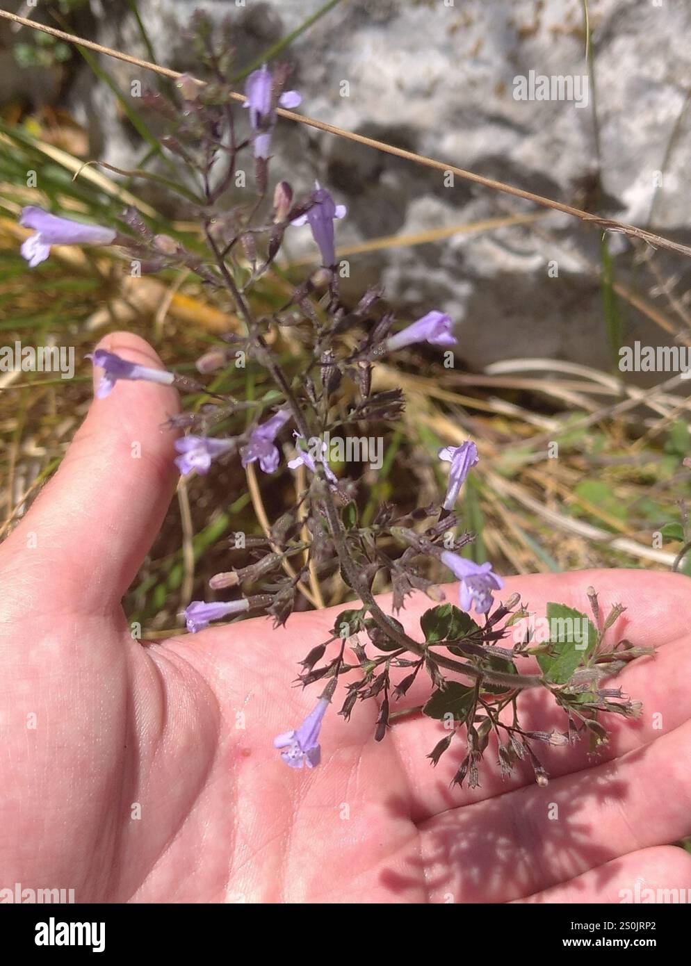Lesser Calamint (Clinopodium nepeta Stock Photo - Alamy