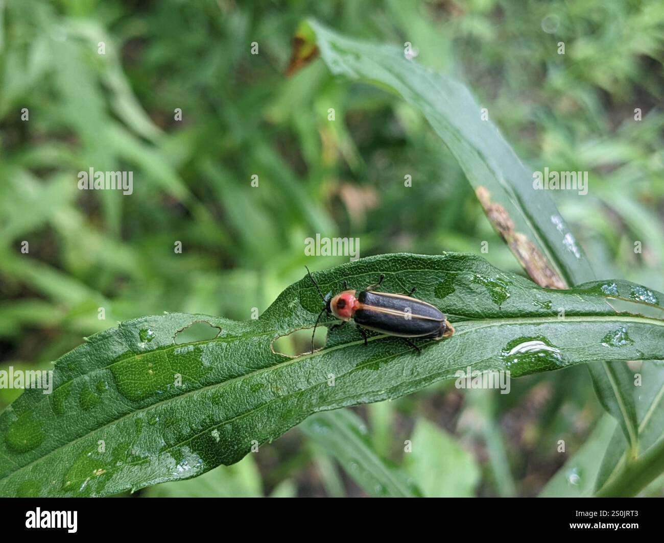Common Eastern Firefly (Photinus pyralis Stock Photo - Alamy