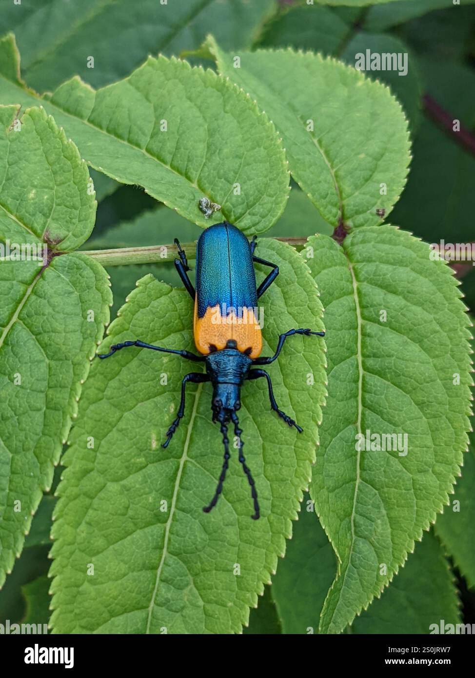Elderberry borer hi-res stock photography and images - Alamy