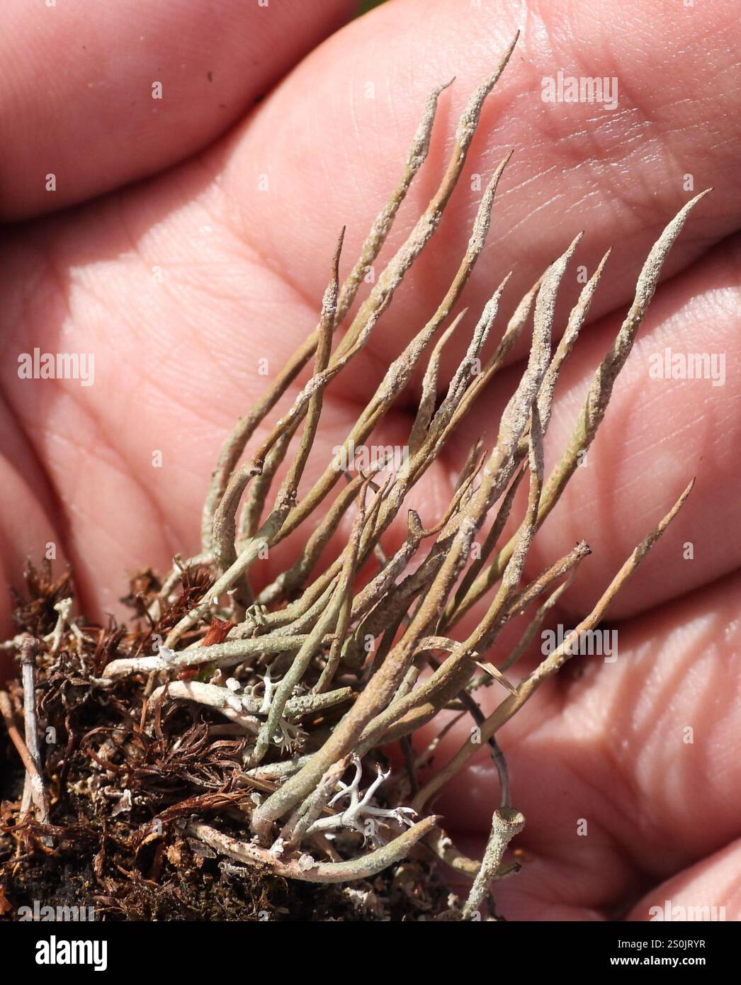Bighorn Pixie Lichen (Cladonia cornuta cornuta Stock Photo - Alamy