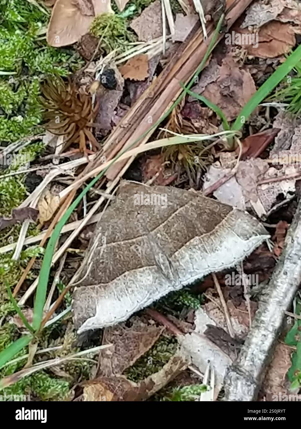 Parallelia hi-res stock photography and images - Alamy