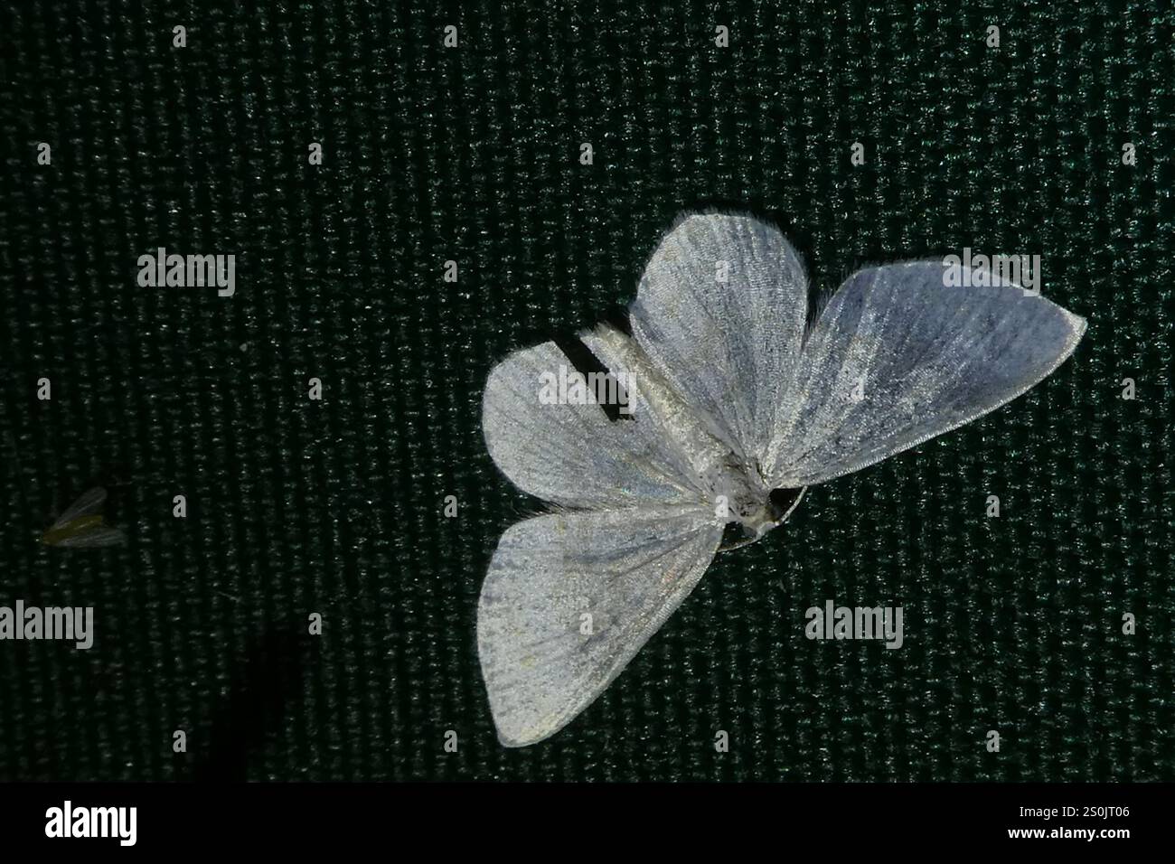 Small White Wave (Asthena albulata Stock Photo - Alamy