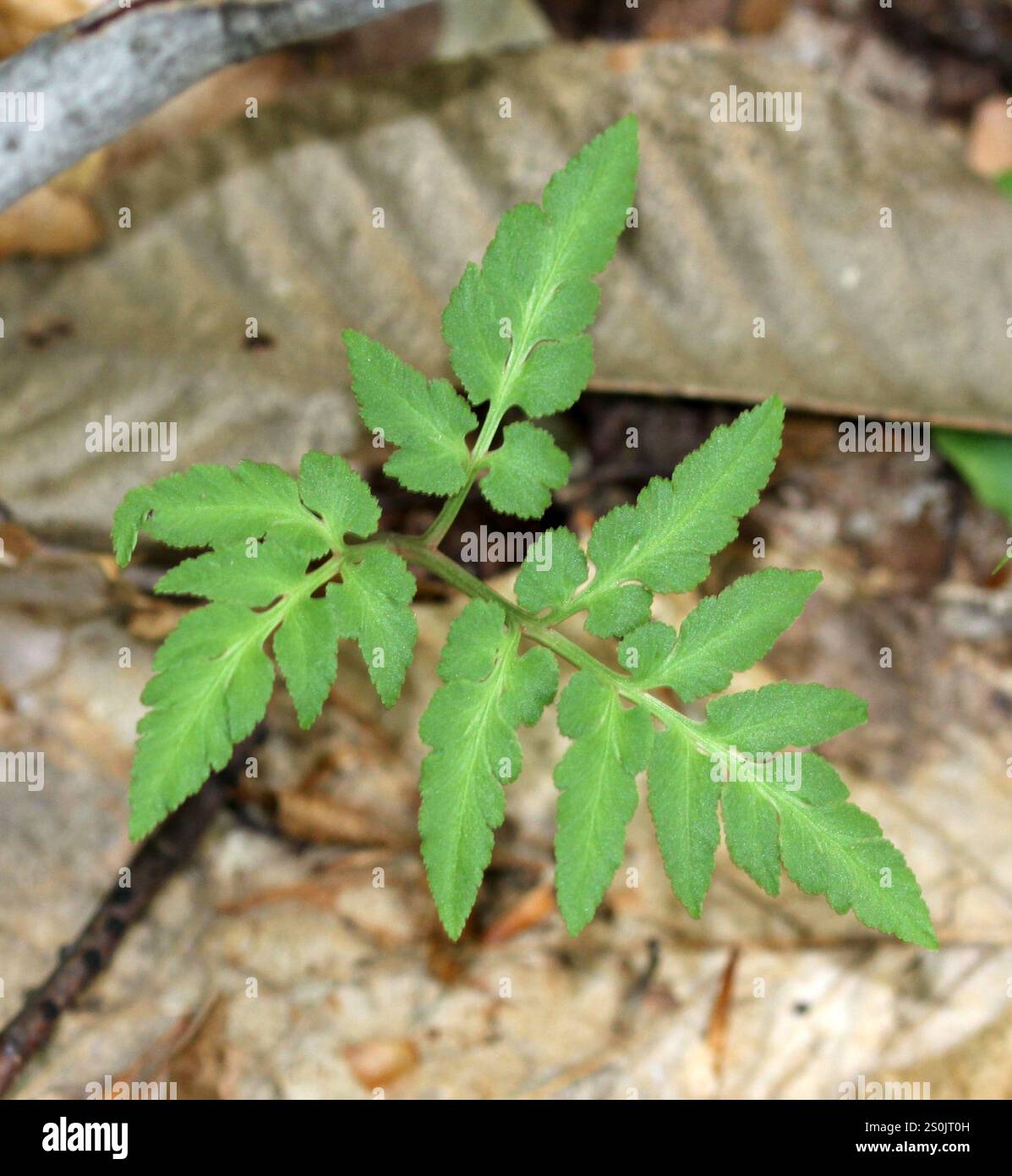 Cutleaf Grapefern (Sceptridium dissectum Stock Photo - Alamy