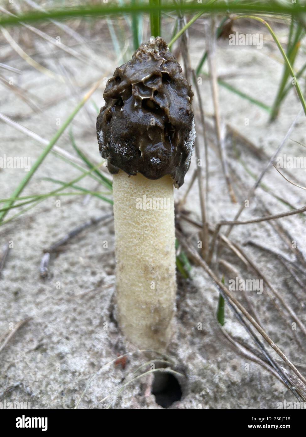 dune stinkhorn (Phallus hadriani Stock Photo - Alamy
