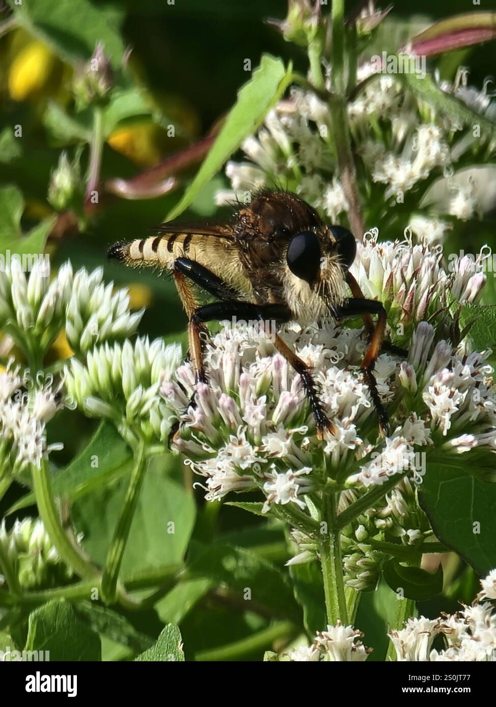 Red-footed Cannibal Fly (Promachus rufipes Stock Photo - Alamy