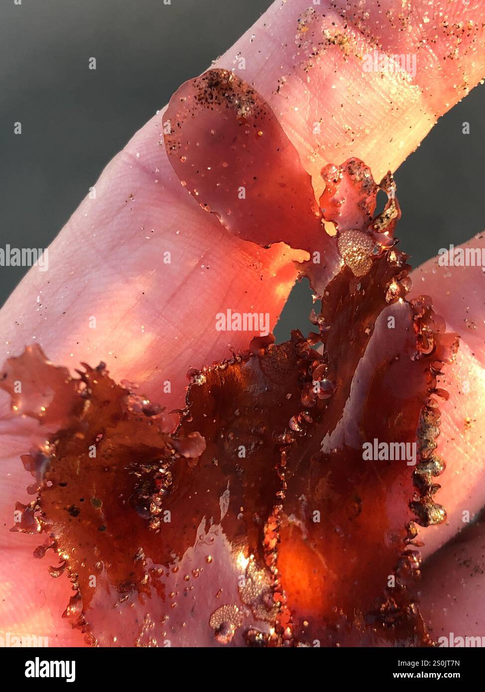 Grape Tongue (Cryptopleura ruprechtiana Stock Photo - Alamy