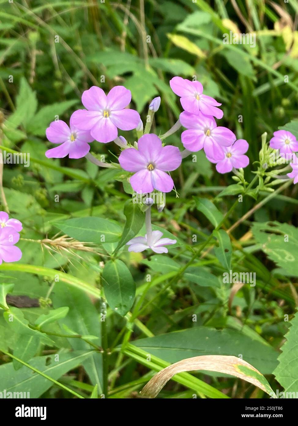 fall phlox (Phlox paniculata Stock Photo - Alamy