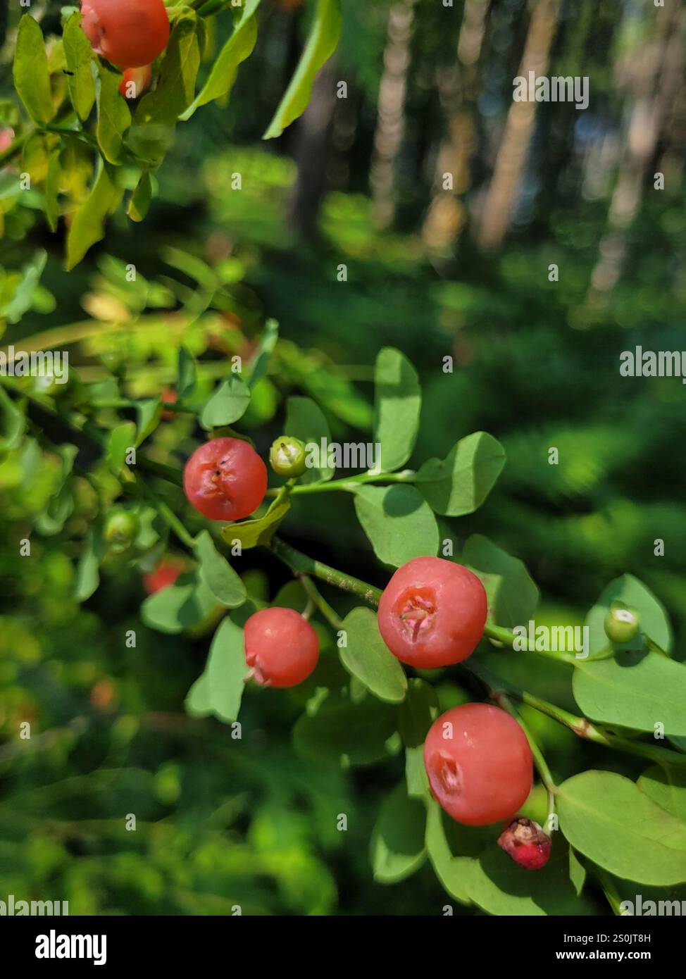 Red Huckleberry (Vaccinium parvifolium Stock Photo - Alamy