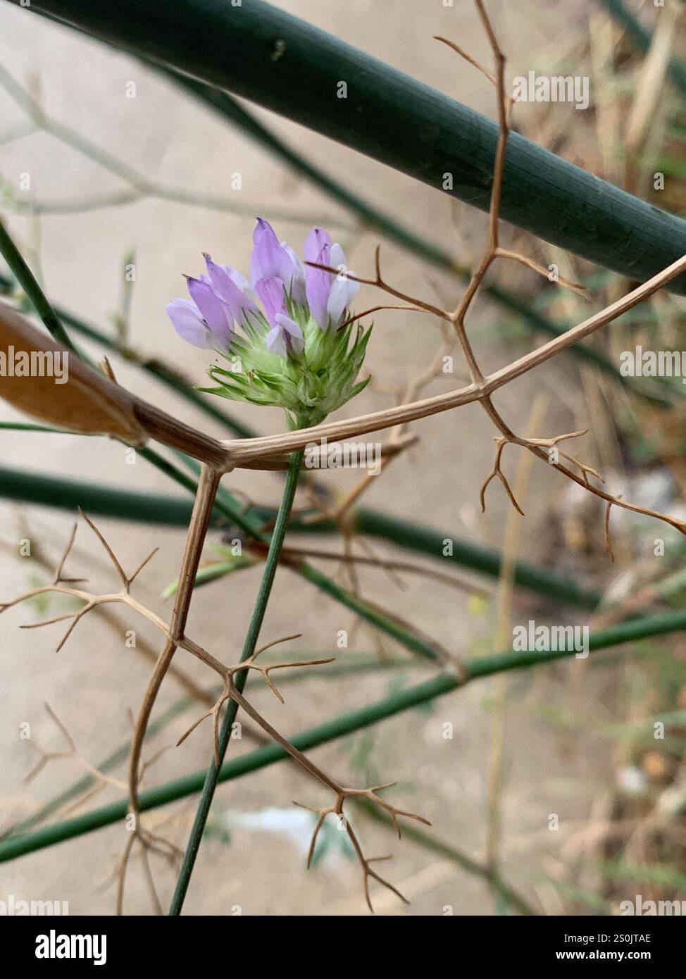 arabian pea (Bituminaria bituminosa Stock Photo - Alamy