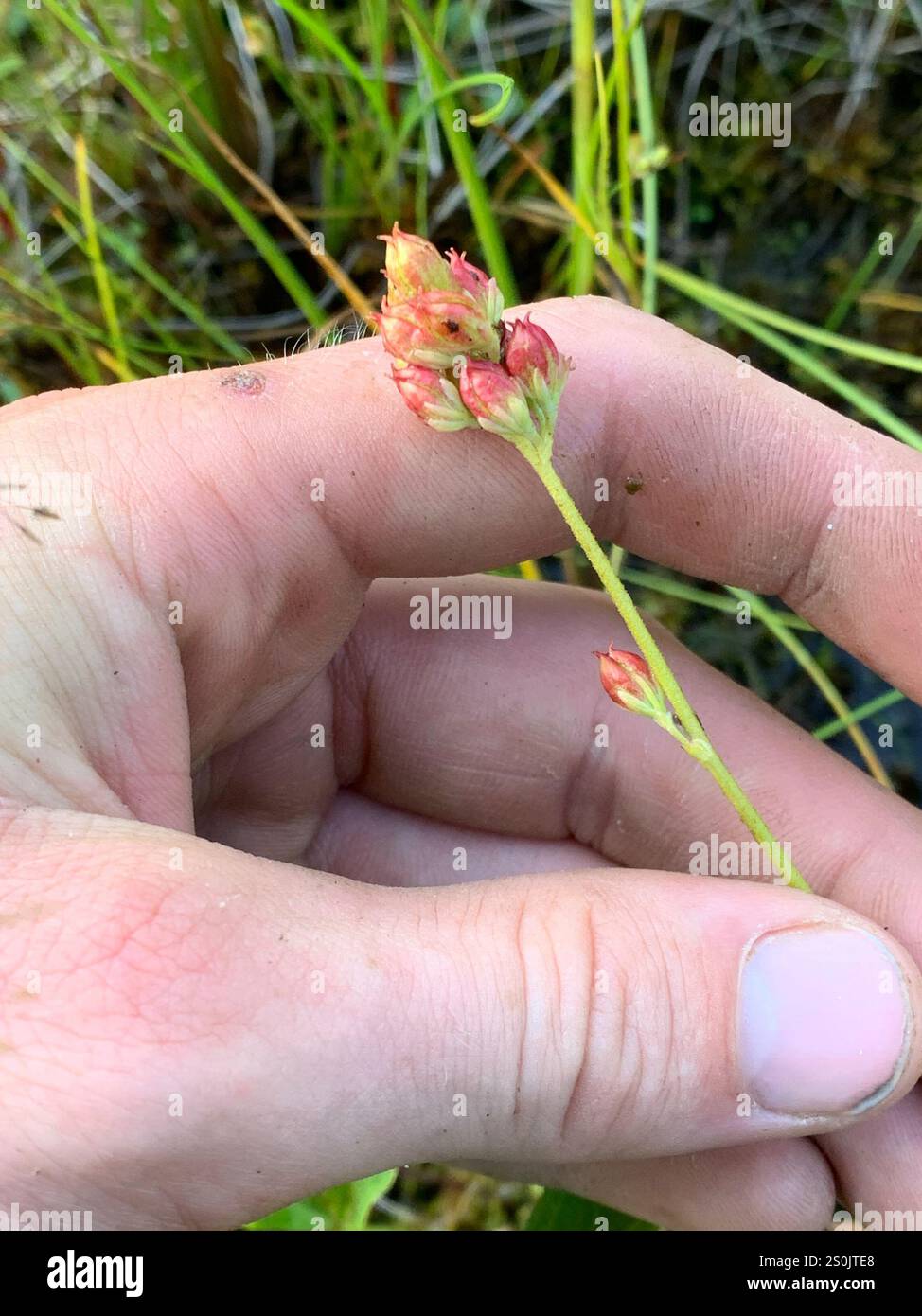 Sticky False Asphodel (Triantha glutinosa Stock Photo - Alamy
