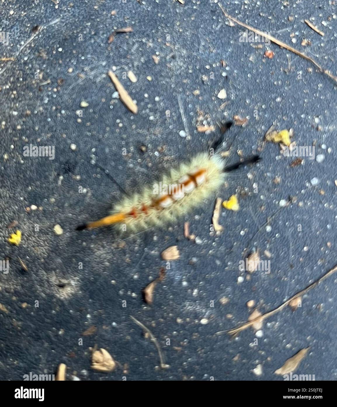Douglas-fir tussock moth (Orgyia pseudotsugata Stock Photo - Alamy