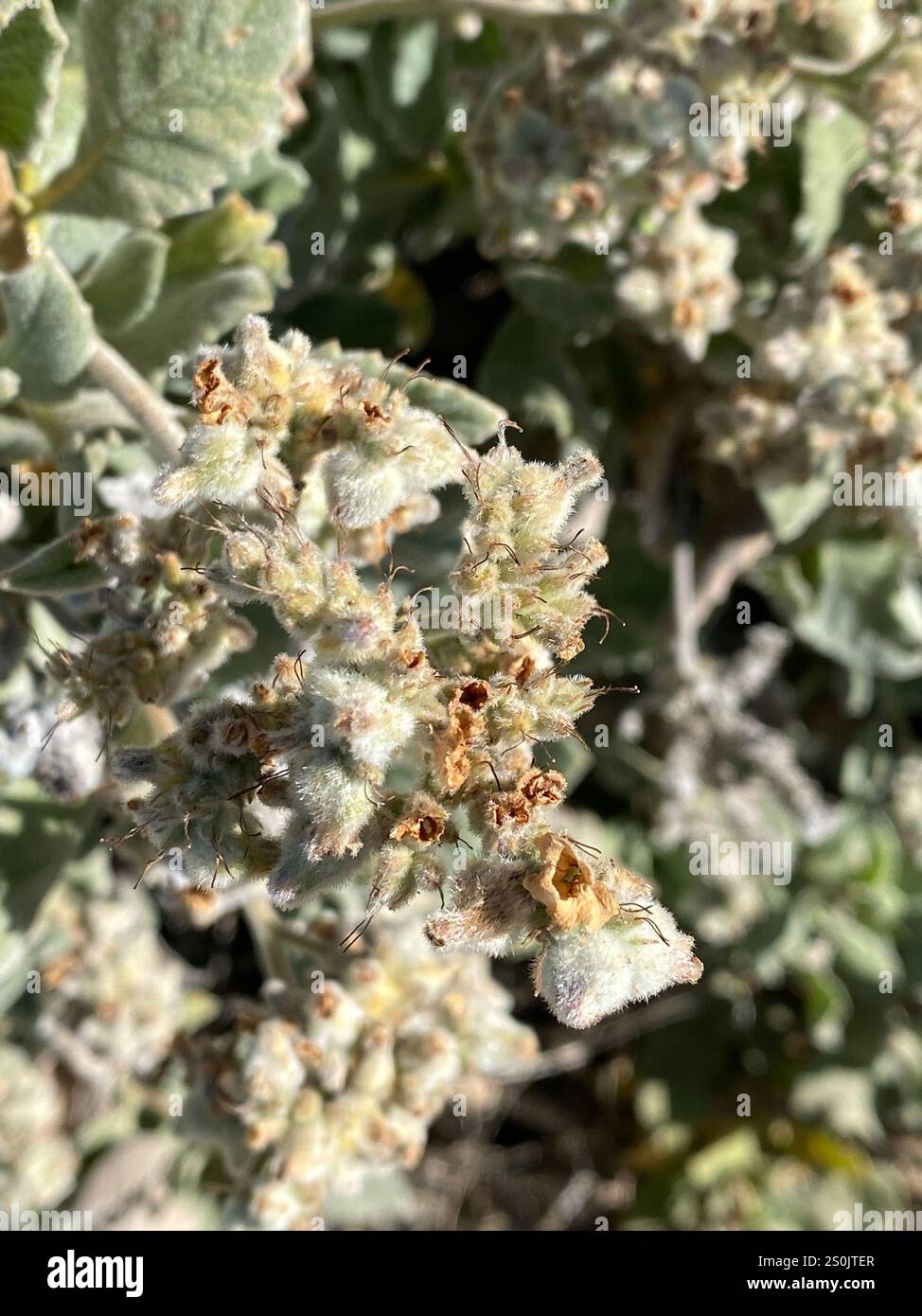 Thick-leaved Yerba Santa (Eriodictyon crassifolium Stock Photo - Alamy