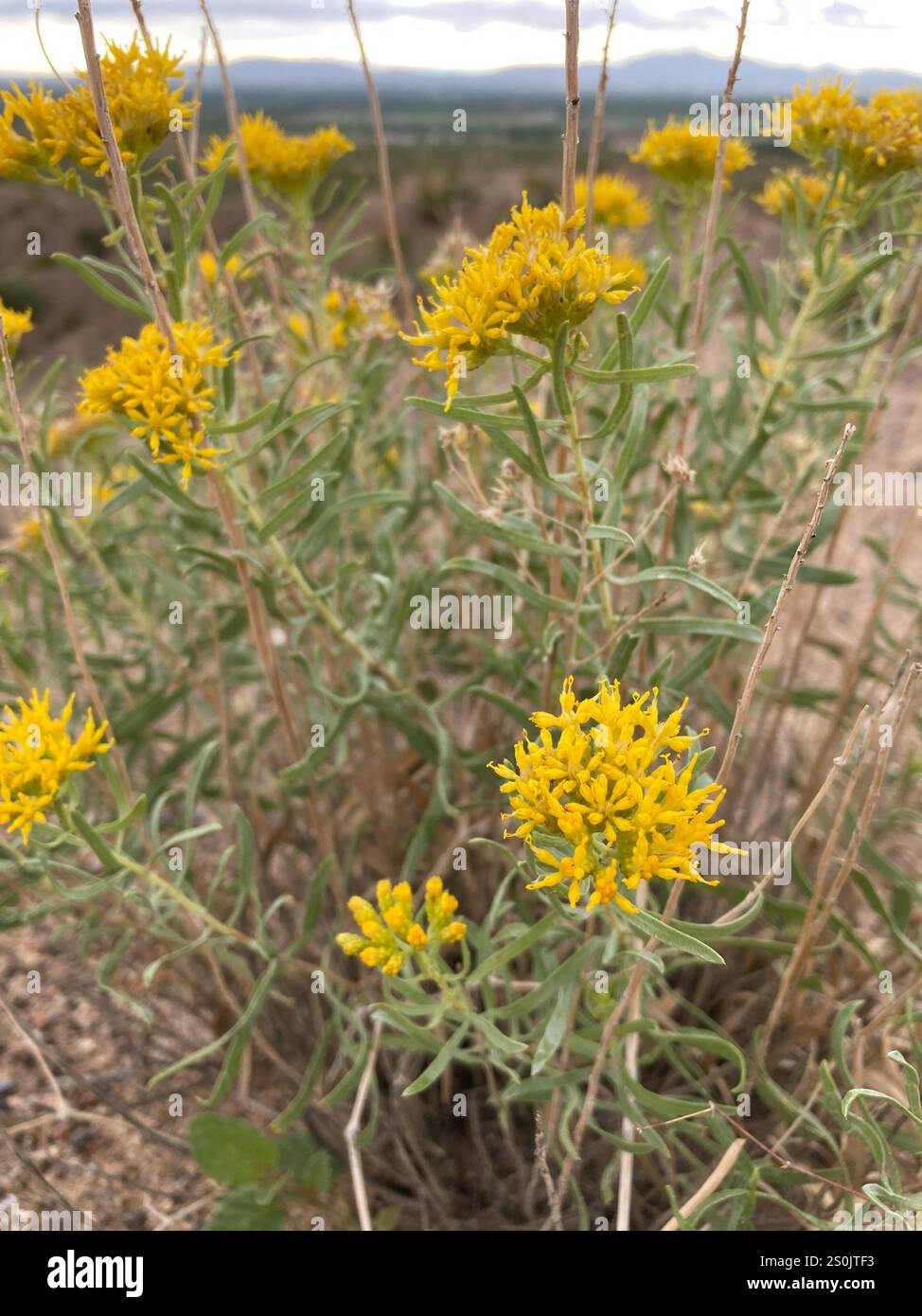 Southern Goldenbush (Isocoma pluriflora Stock Photo - Alamy