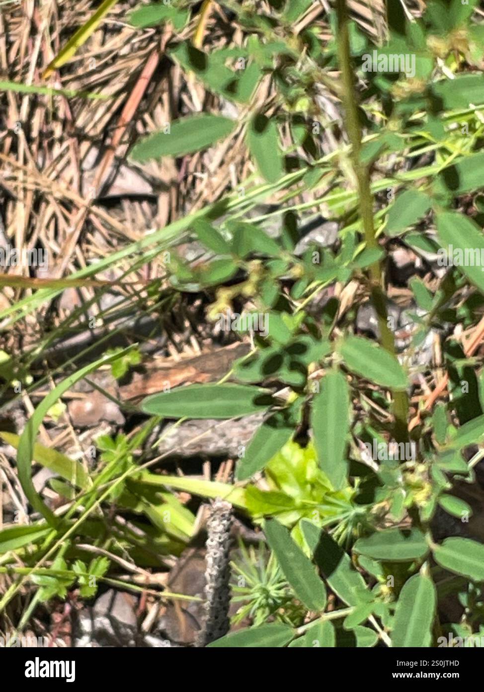 slender bush clover (Lespedeza virginica Stock Photo - Alamy