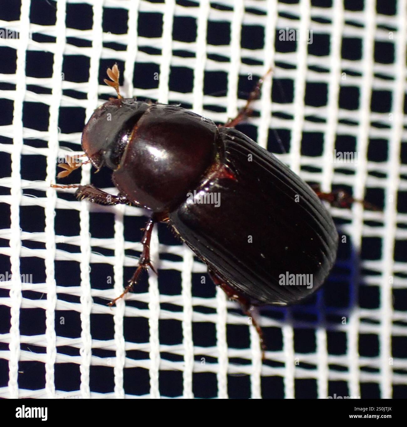 Night-flying Dung Beetle (Acrossus rufipes Stock Photo - Alamy