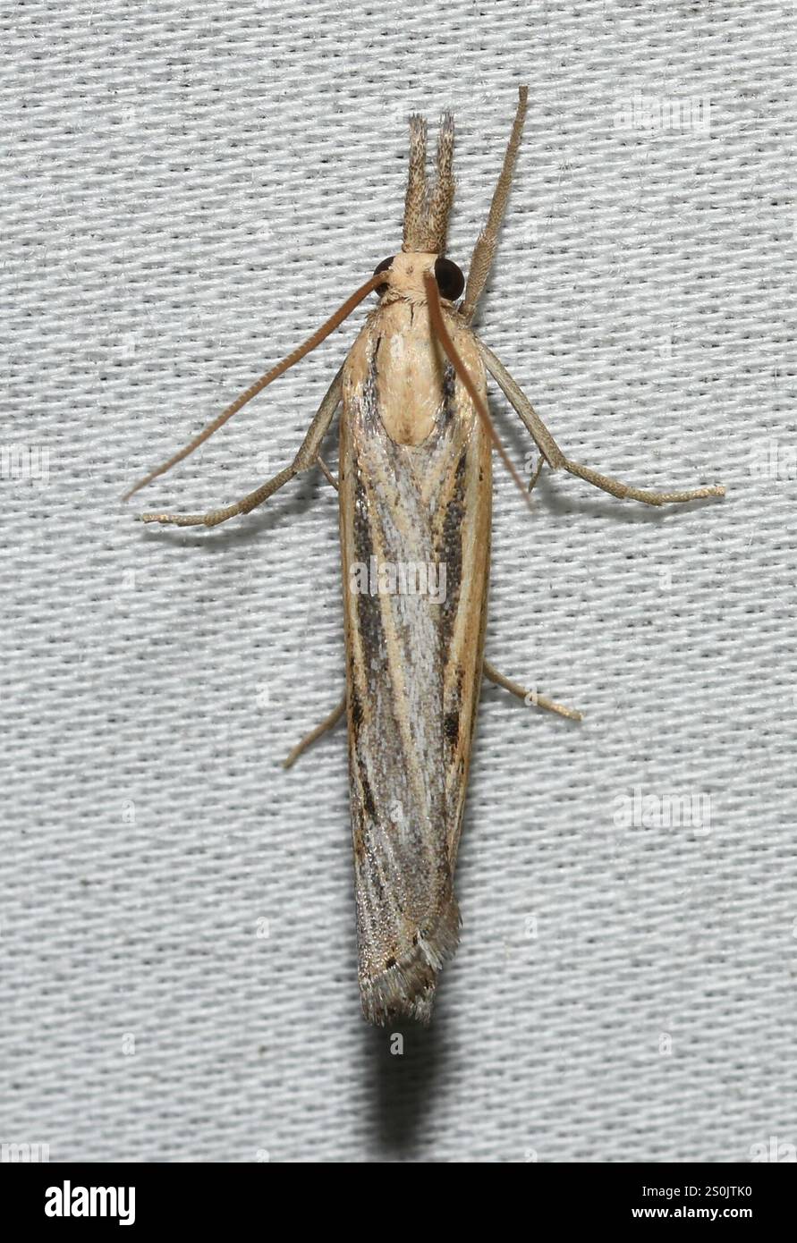 Sod Webworm Moth (Pediasia trisecta Stock Photo - Alamy