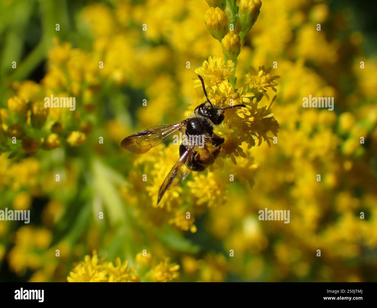 Cloudy-winged Mining Bee (Andrena nubecula Stock Photo - Alamy