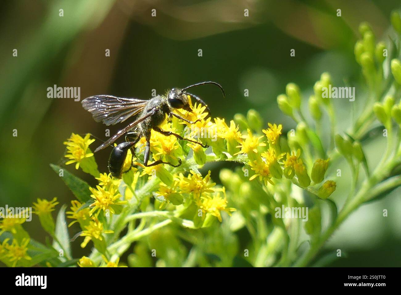 Mexican Grass-carrying Wasp (Isodontia mexicana Stock Photo - Alamy