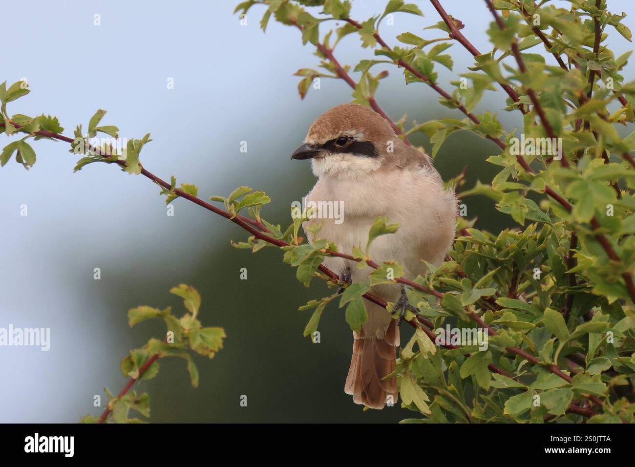 Red-tailed Shrike (Lanius phoenicuroides Stock Photo - Alamy