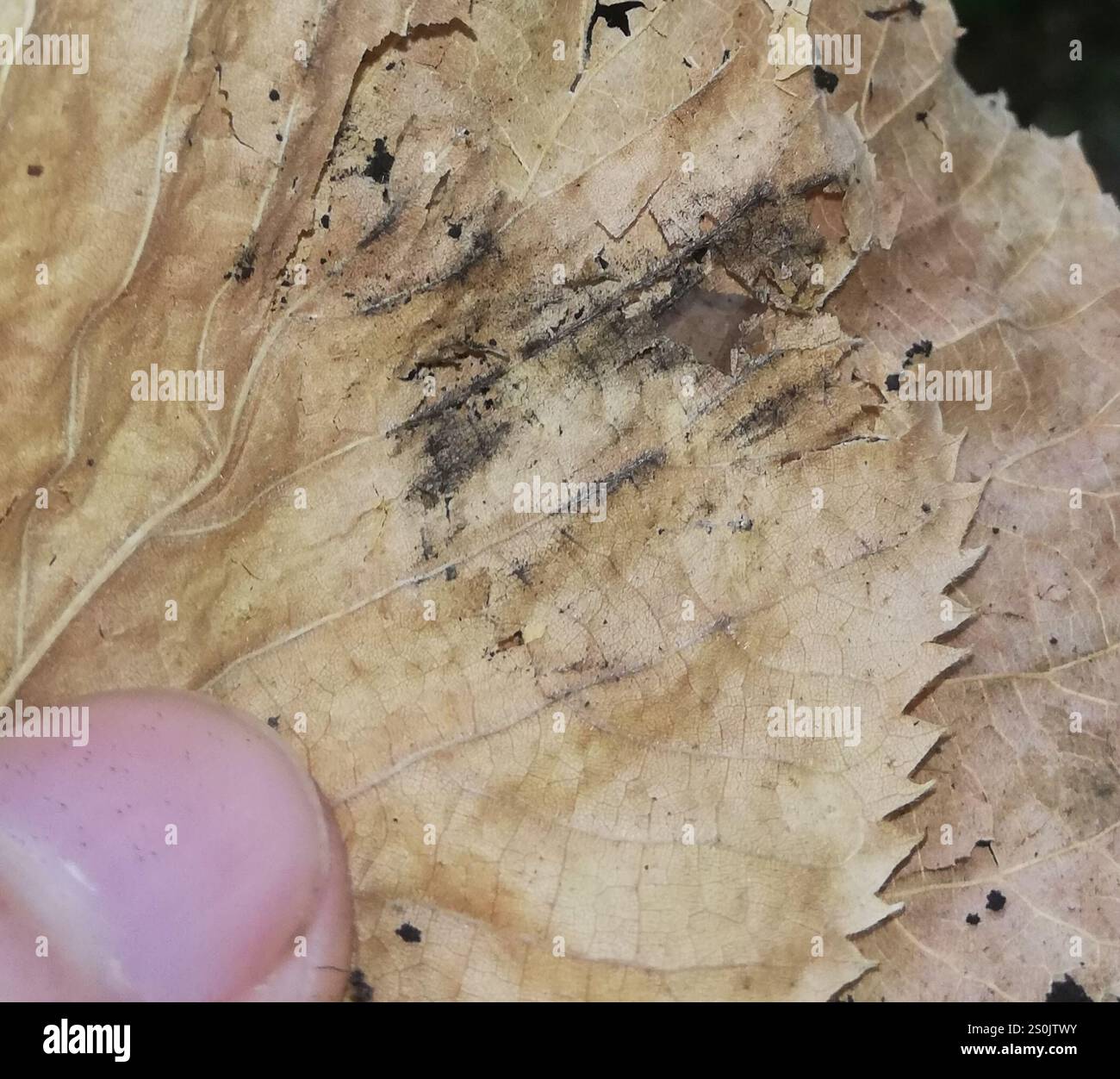 sooty bark disease (Cryptostroma corticale Stock Photo - Alamy