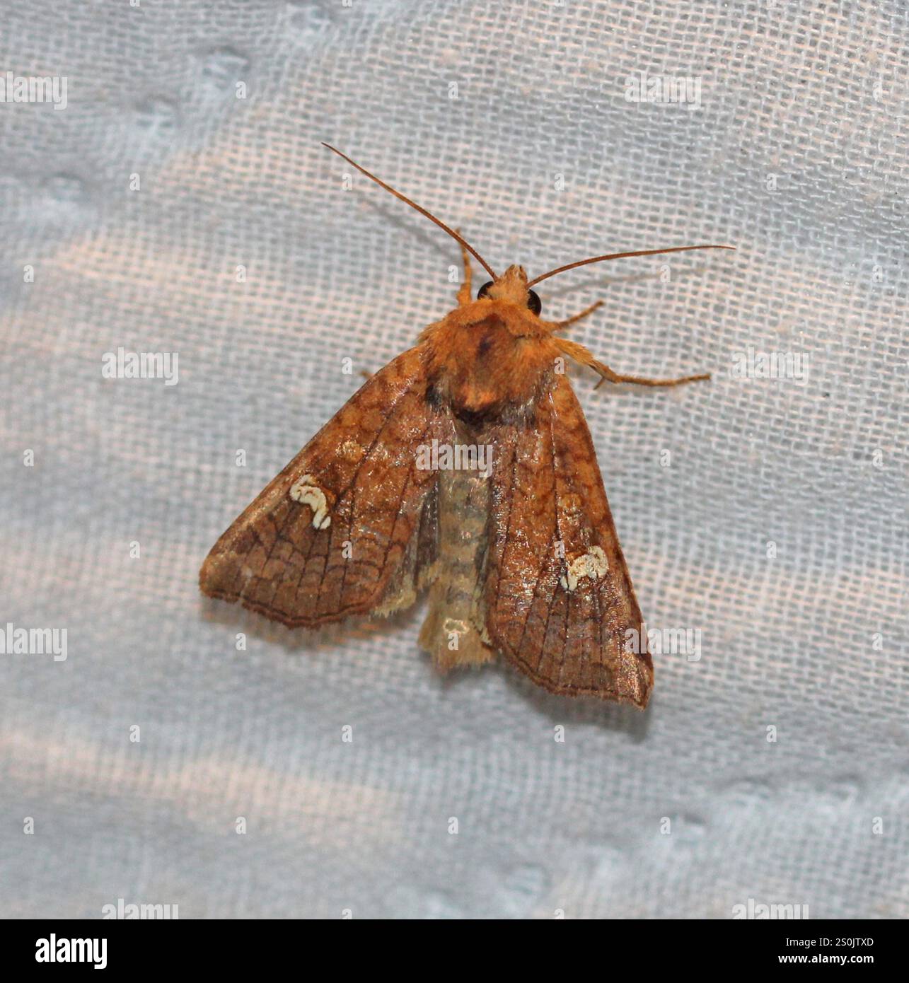 Ear Moths (Amphipoea Stock Photo - Alamy