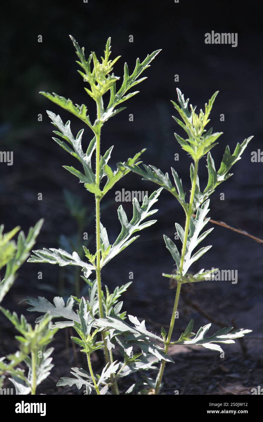 western ragweed (Ambrosia psilostachya Stock Photo - Alamy