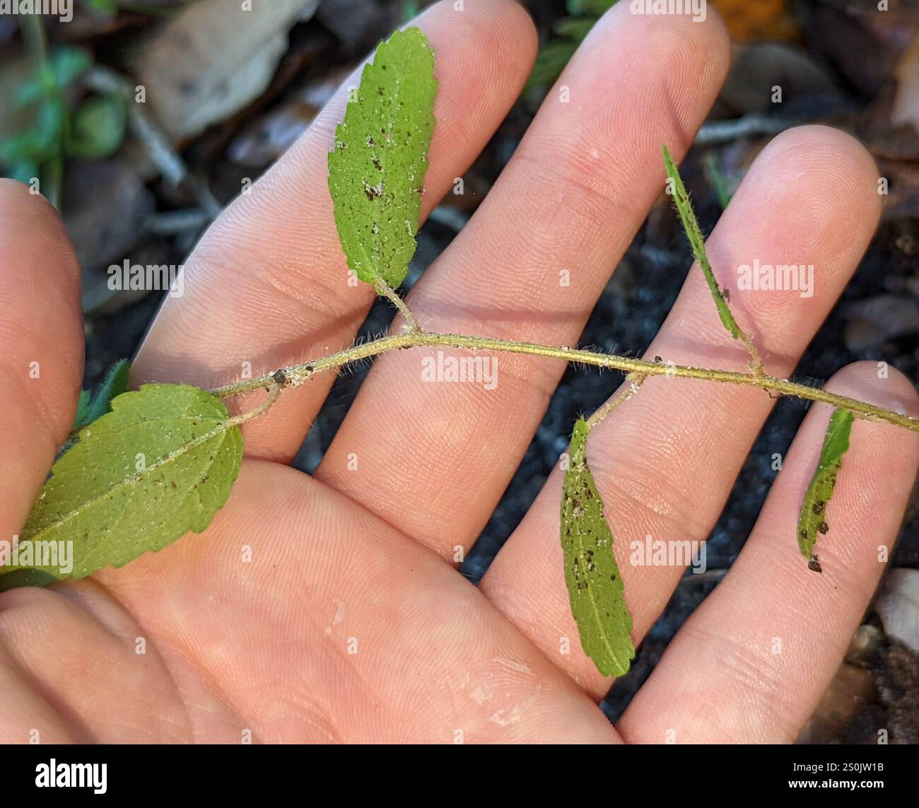sand croton (Croton glandulosus septentrionalis Stock Photo - Alamy