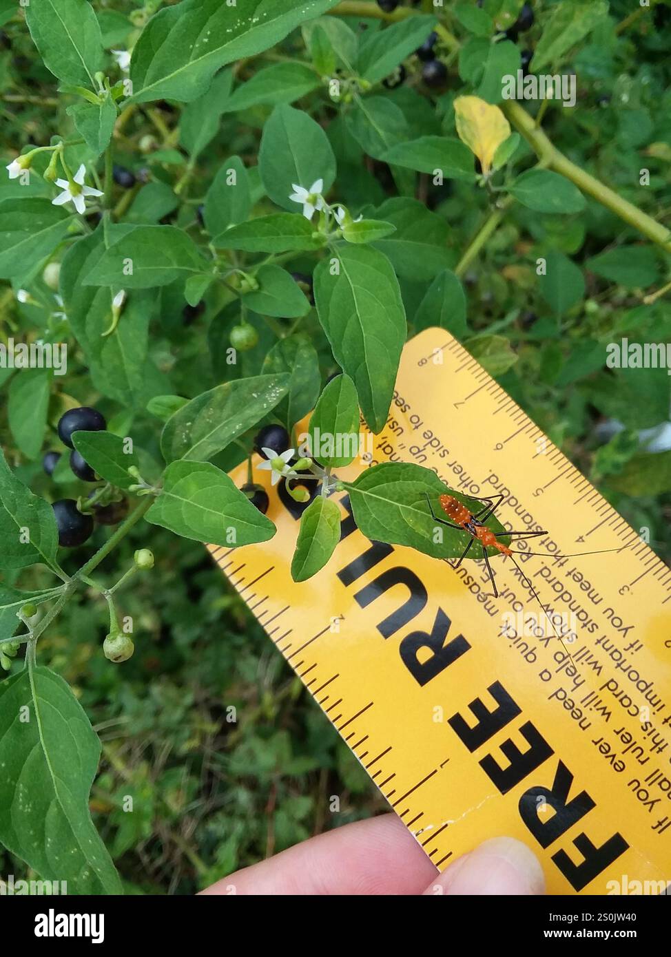 True Bugs (Heteroptera Stock Photo - Alamy