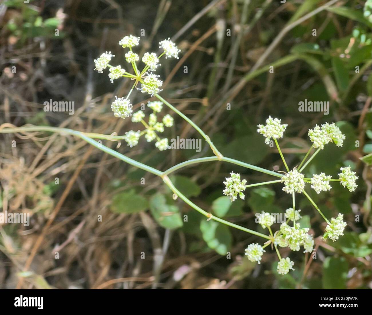 Kellogg's yampah (Perideridia kelloggii Stock Photo - Alamy