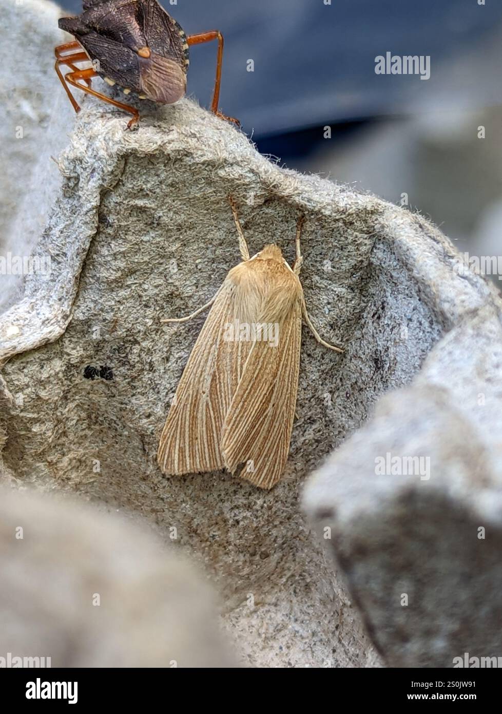 Common Wainscot (Mythimna pallens Stock Photo - Alamy