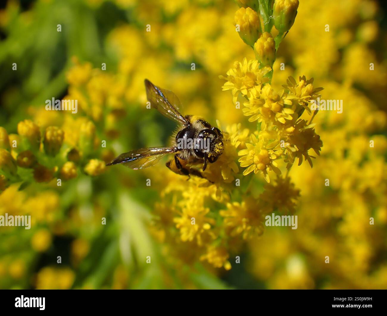 Cloudy-winged Mining Bee (Andrena nubecula Stock Photo - Alamy