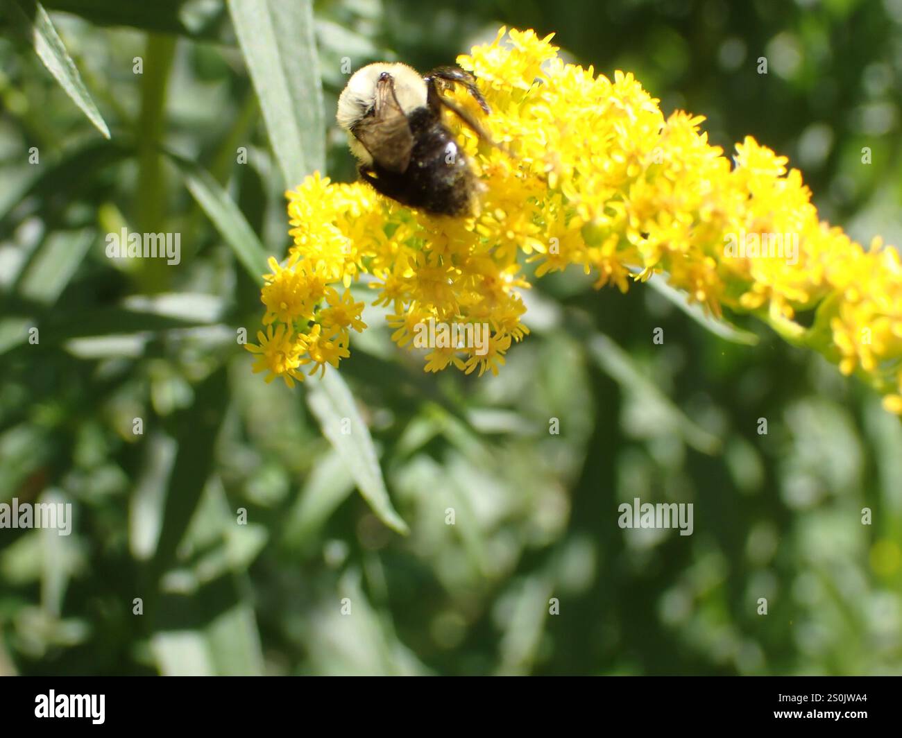 Common Eastern Bumble Bee (Bombus impatiens Stock Photo - Alamy