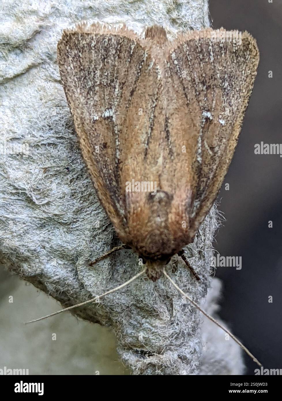 Twin-spotted Wainscot (Lenisa geminipuncta Stock Photo - Alamy