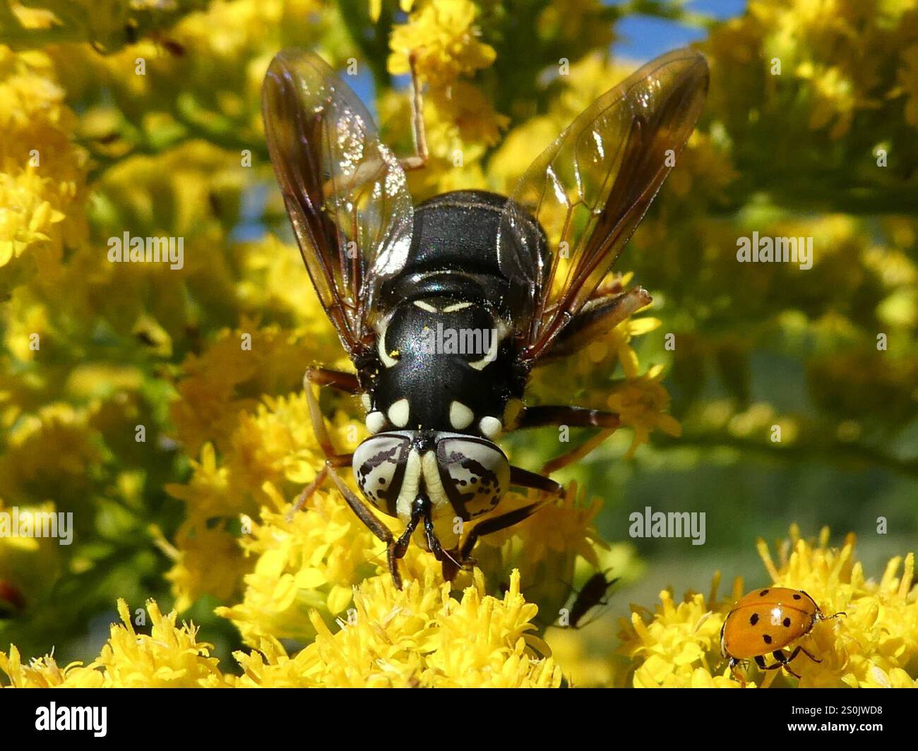 Bald-faced Hornet Fly (Spilomyia fusca Stock Photo - Alamy