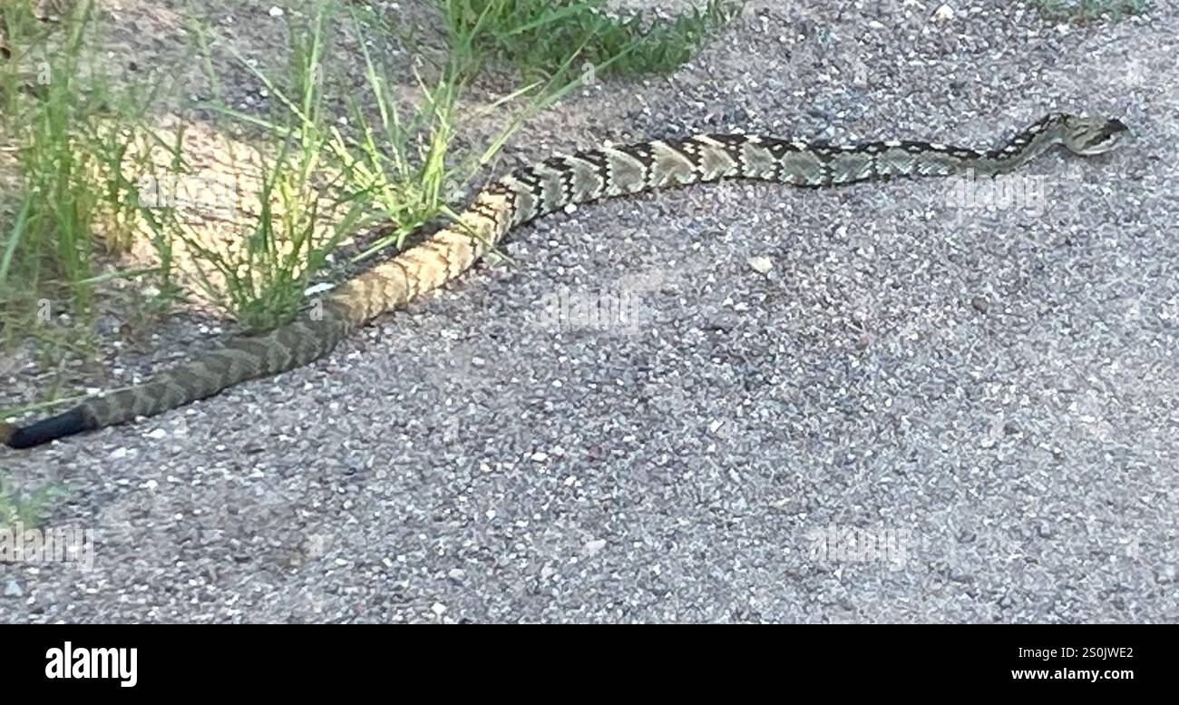 Eastern Black-tailed Rattlesnake (Crotalus ornatus Stock Photo - Alamy