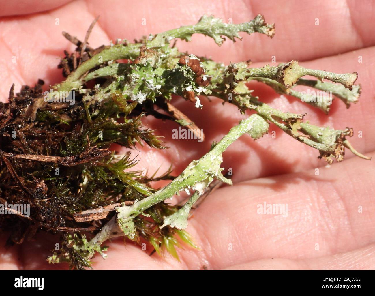 Bronzed Pixie Lichen (Cladonia gracilis turbinata Stock Photo - Alamy