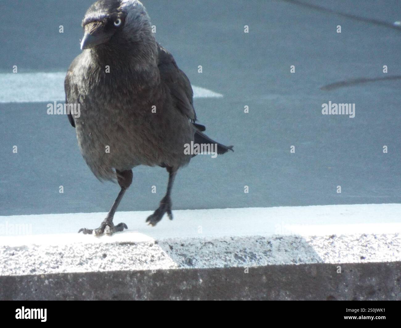Eurasian Jackdaw (Coloeus monedula Stock Photo - Alamy