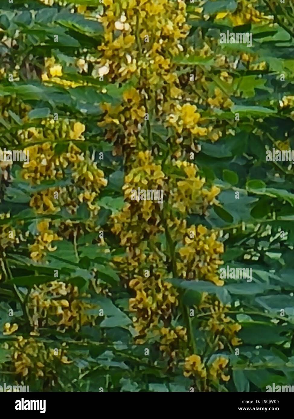 American senna (Senna hebecarpa Stock Photo - Alamy