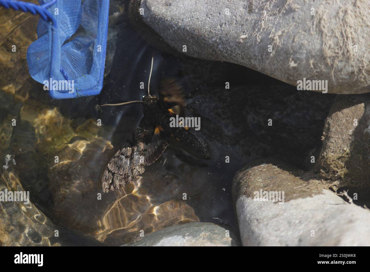 Giant Sphinx (Cocytius antaeus Stock Photo - Alamy