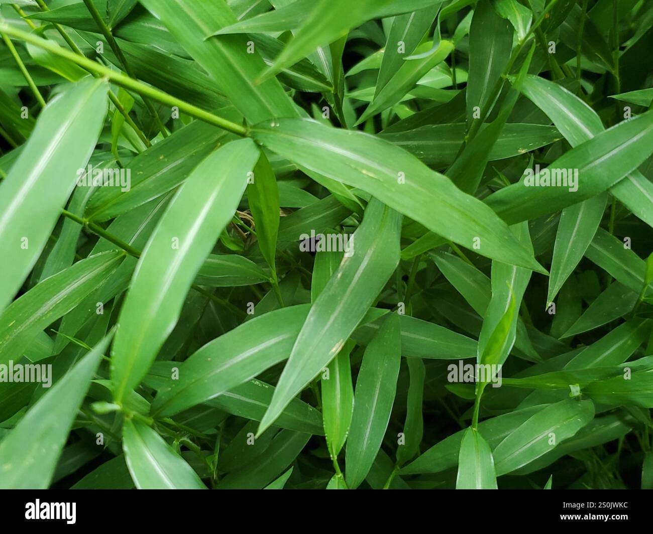 Japanese stiltgrass (Microstegium vimineum Stock Photo - Alamy