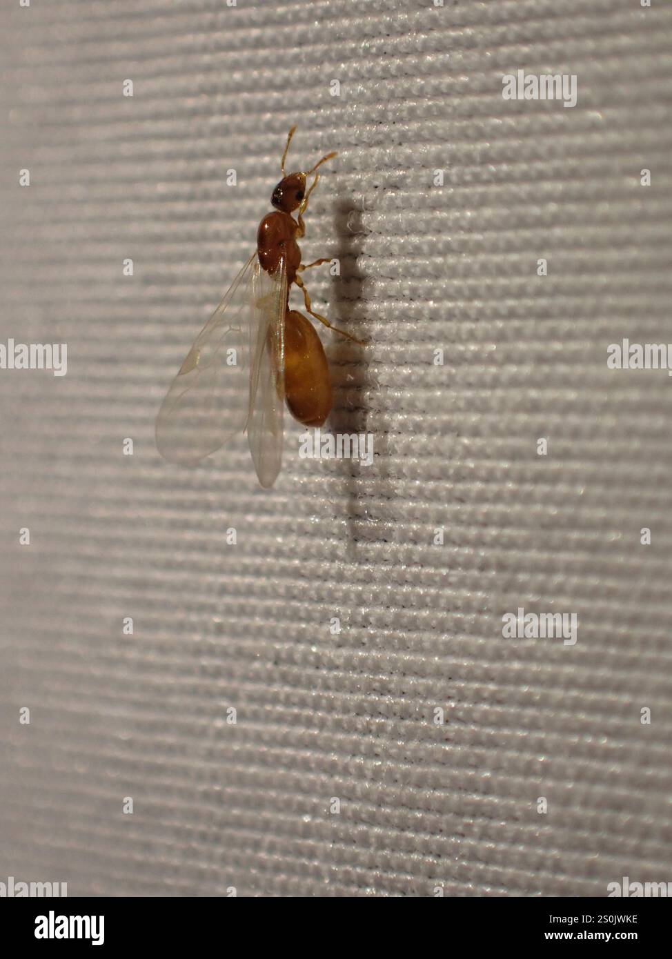 Common American Thief Ant (Solenopsis molesta Stock Photo - Alamy