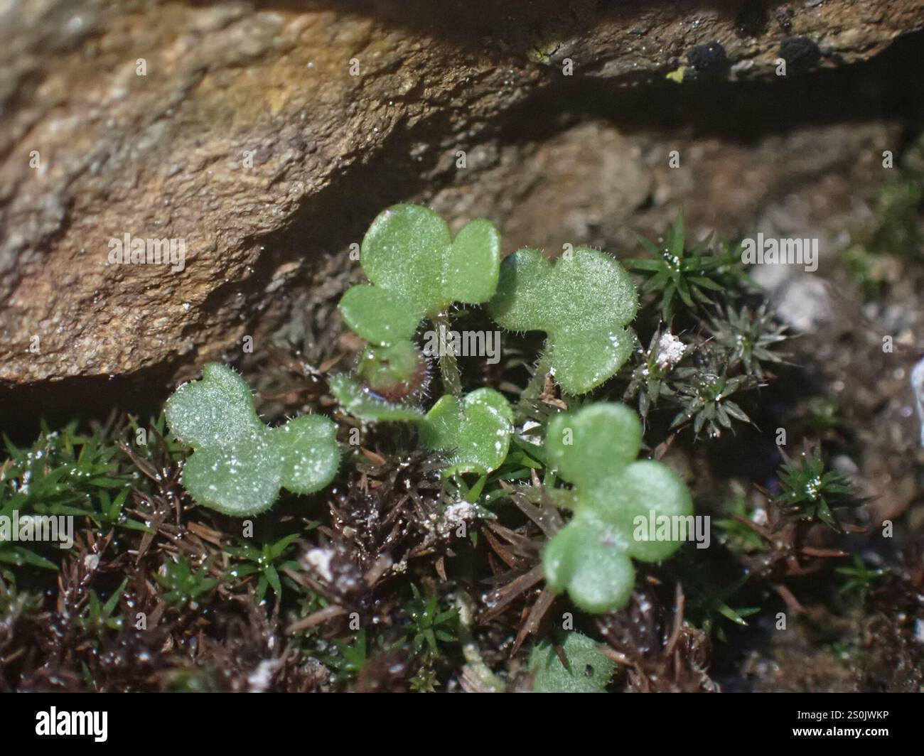 Pygmy Saxifrage (Saxifraga hyperborea Stock Photo - Alamy