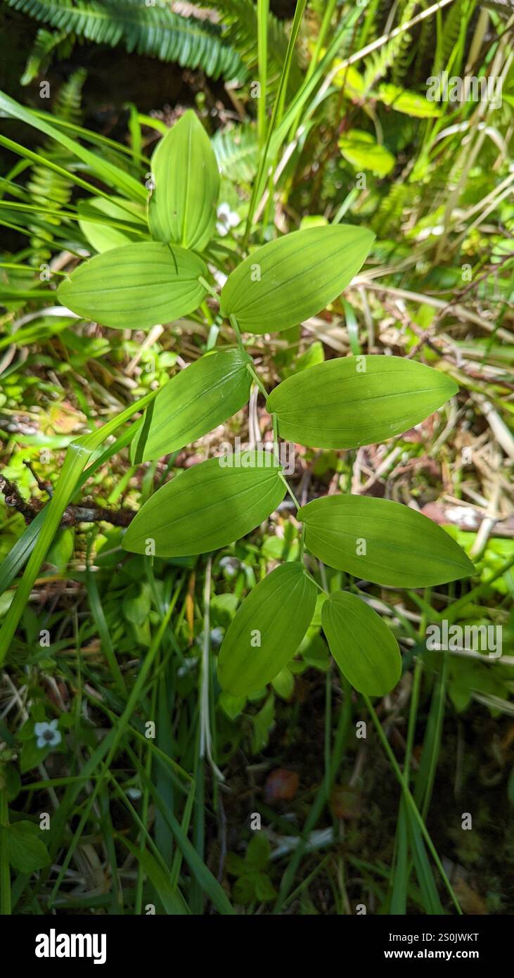 white twisted-stalk (Streptopus amplexifolius Stock Photo - Alamy