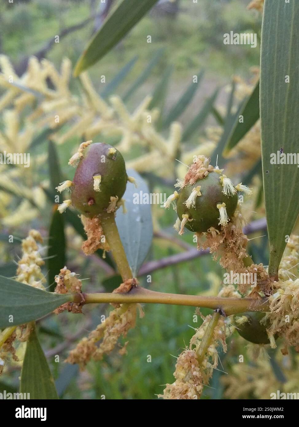 Longleaf Wattle Gall Wasp (Trichilogaster acaciaelongifoliae Stock ...