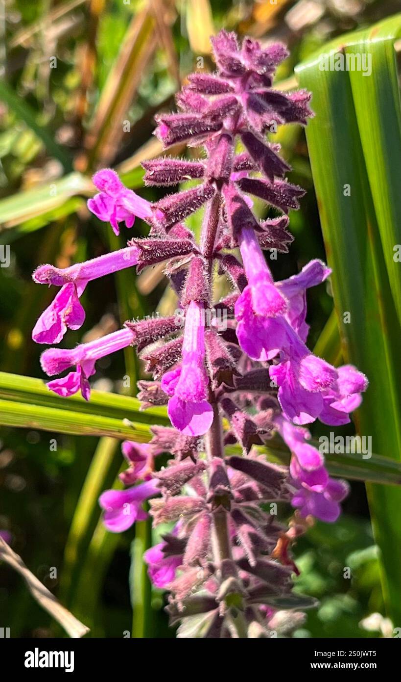 Coastal Hedge-nettle (Stachys chamissonis Stock Photo - Alamy