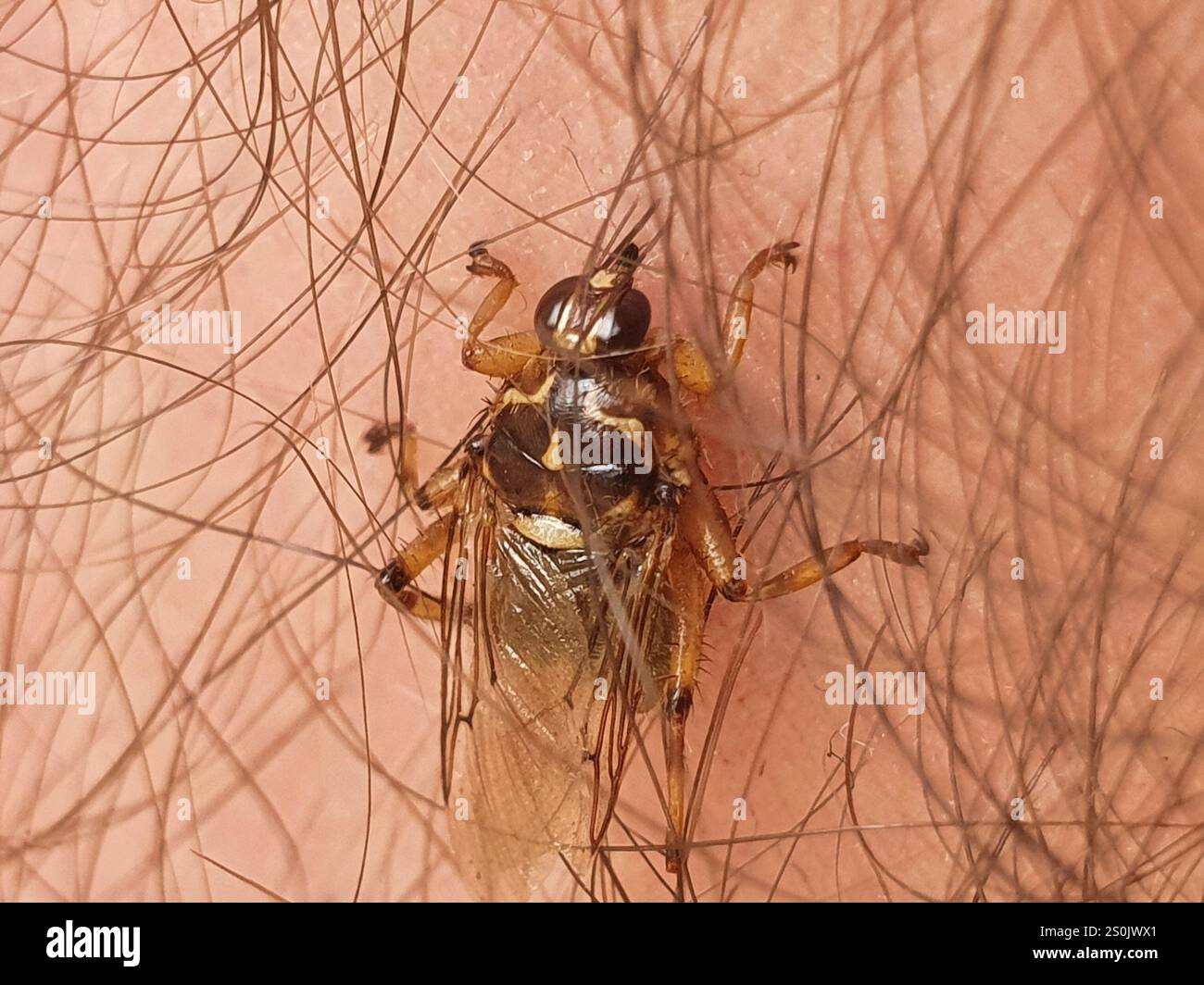 New Forest fly (Hippobosca equina Stock Photo - Alamy